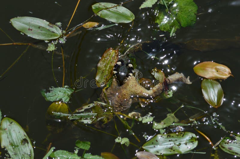 Water Snake Caught the Fish Stock Photo - Image of landscapes, caught ...