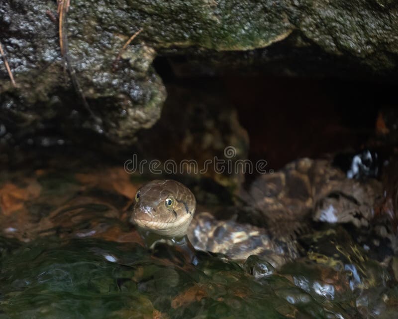 A water snake stock photo. Image of animal, swamp, nature - 279041622