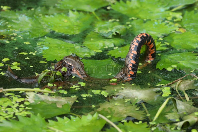 Water Snake Eaiting Fish in the Water. Wildlife in the River Stock ...