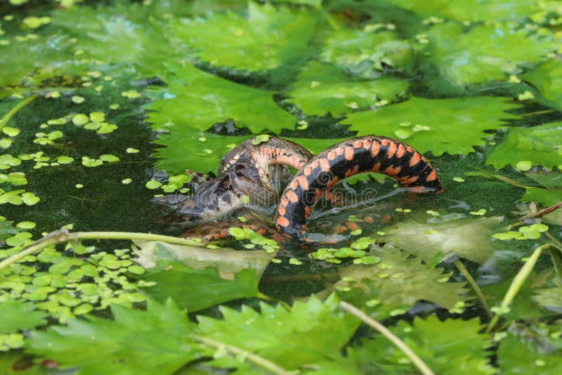 Water Snake Eaiting Fish in the Water. Wildlife in the River Stock ...