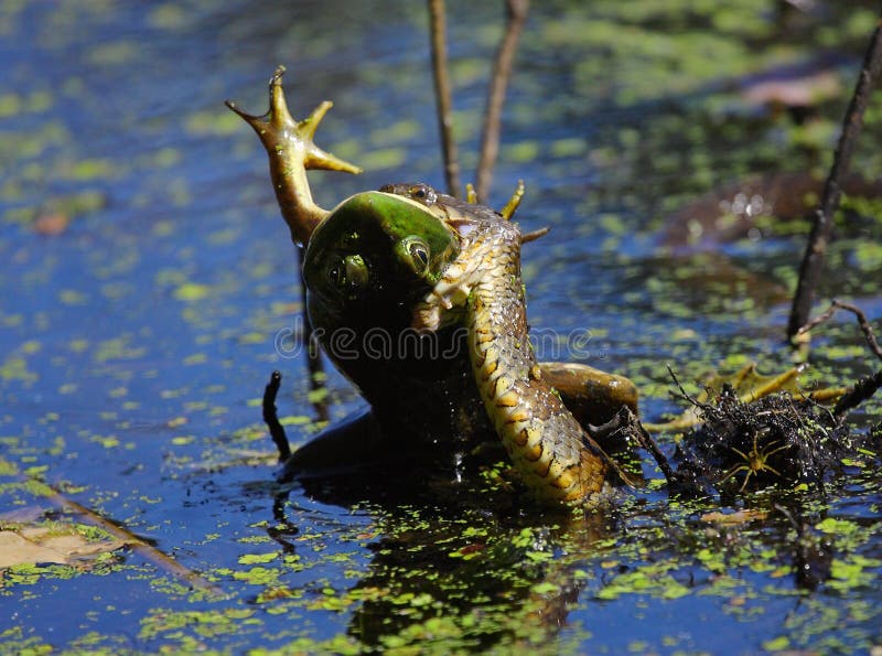 Water Snake Eating a Frog stock photo. Image of duckweed - 29601810