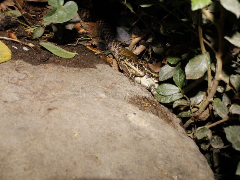 A Water Snake Eating Its Prey. a Water Snake Eating a Green Frog Stock ...