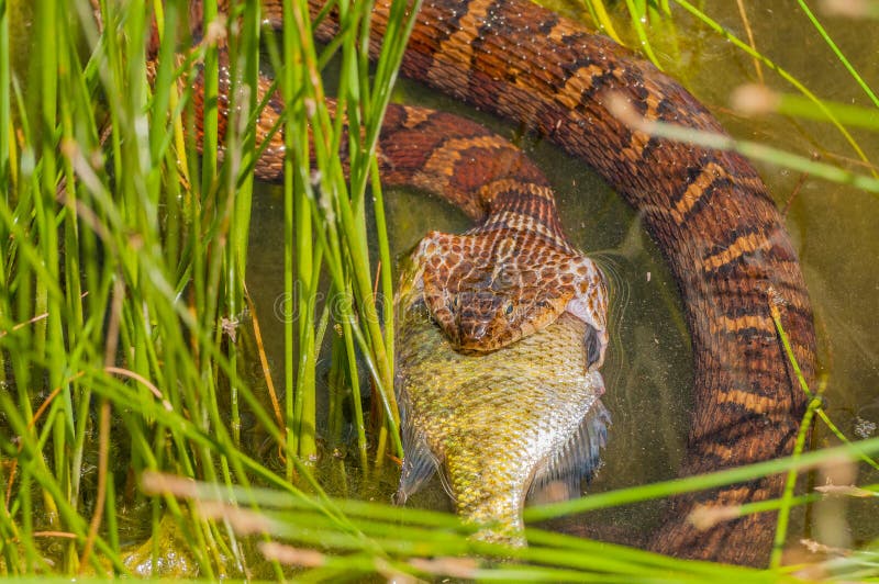 Water Snake Eating Prey stock image. Image of wetland - 41800445