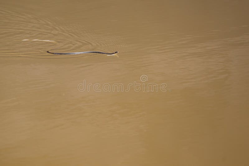 Snake floating on water stock image. Image of summer - 135663825