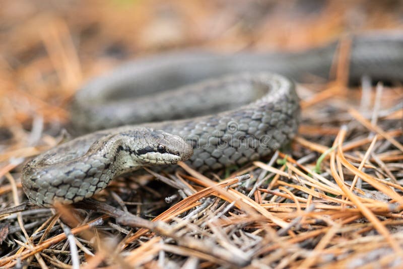 Water snake in motion stock image. Image of motion, adder - 121572133
