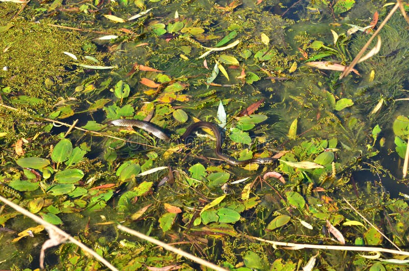 Water snake stock photo. Image of weather, meander, meandering - 78008688