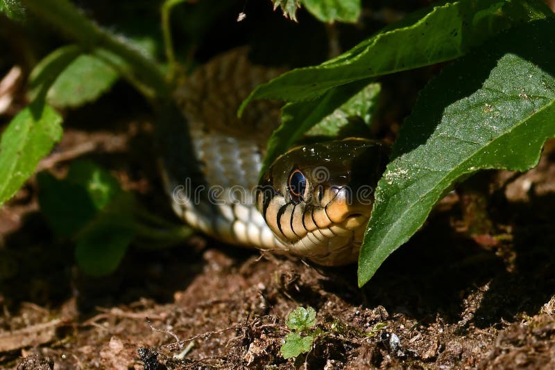 Water snake Natrix natrix stock photo. Image of head - 148078132