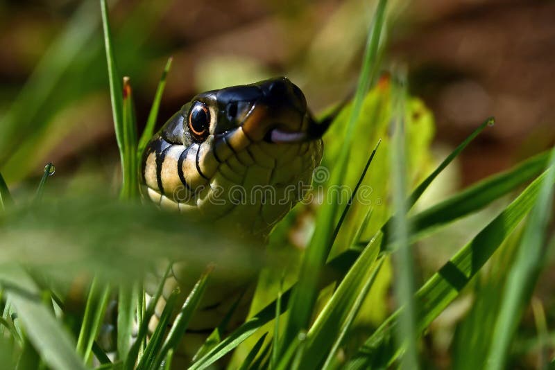 Water snake Natrix natrix stock photo. Image of duckweed - 148077978