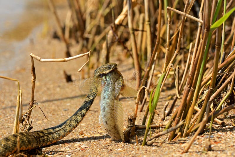 Small Adder Snake with Fish Stock Photo - Image of small, wildlife ...