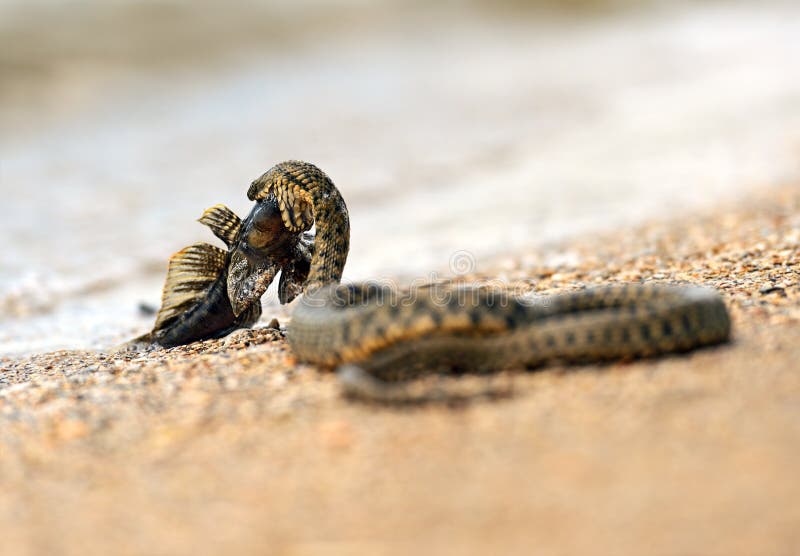 Water snake stock image. Image of wildlife, viper, reptile - 29942263