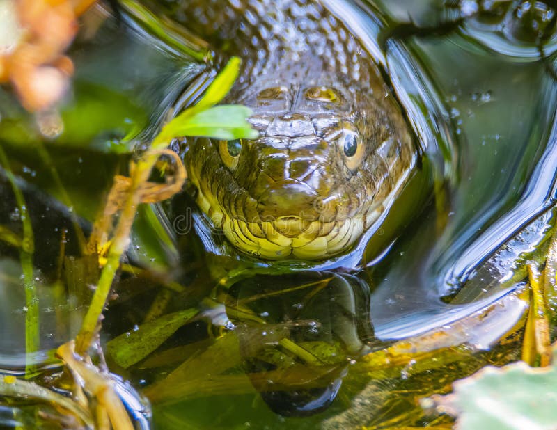 Water Snake Resting stock photo. Image of animal, serpent - 268586250