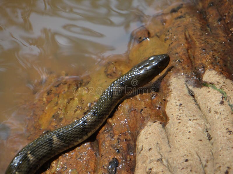 Water snake by a river stock photo. Image of snake, tree - 267867354