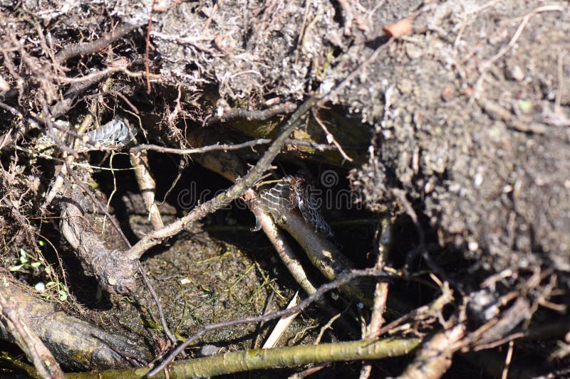 Water Snake Skin on Tree Roots Stock Photo - Image of flower, winter ...