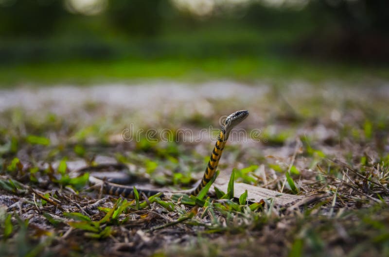 Snake Stranded Stock Photos - Free & Royalty-Free Stock Photos from ...