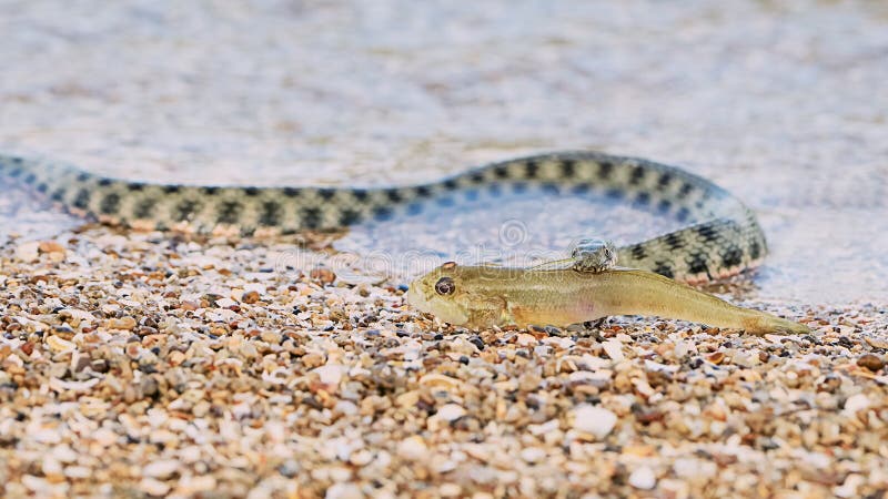 Water Snake Swallows Fish on the Seashore Stock Photo - Image of snake ...