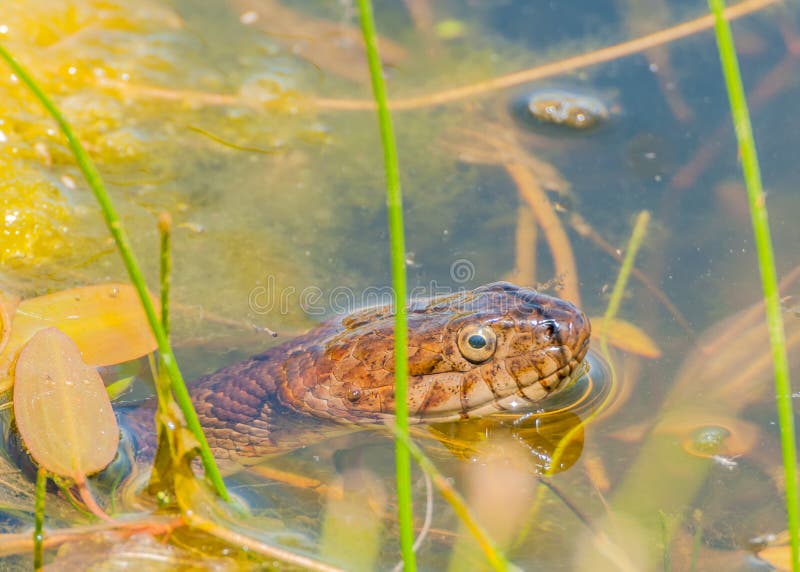Water Snake Eating Prey stock photo. Image of cold, predator - 41800442