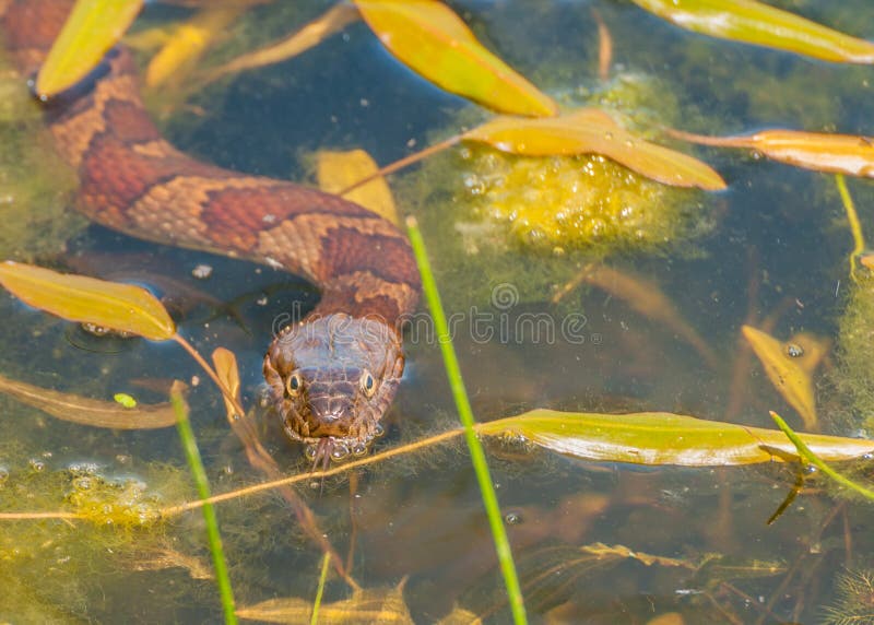 Water Snake Eating Prey stock photo. Image of cold, predator - 41800442