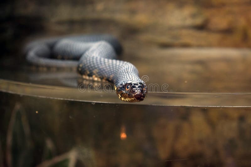 Water Snake in tank stock photo. Image of life, green - 77684958