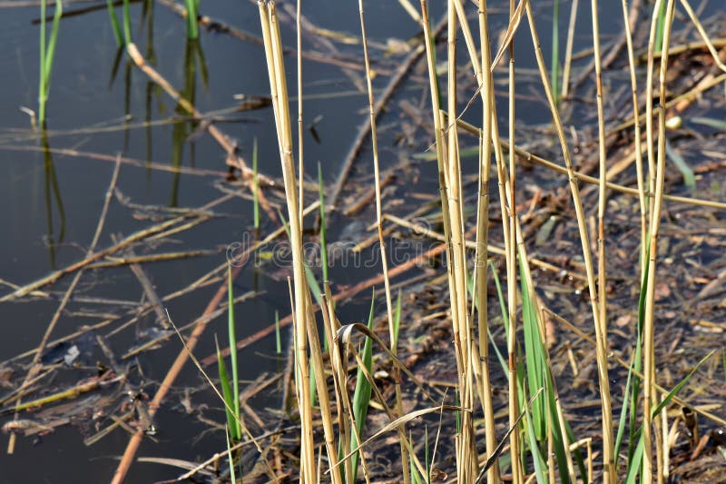 Water Snake Viper in Dry Reed Grass Stock Image - Image of crop, green ...