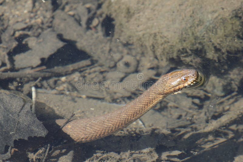 Water snake in water stock photo. Image of camouflage - 59615750