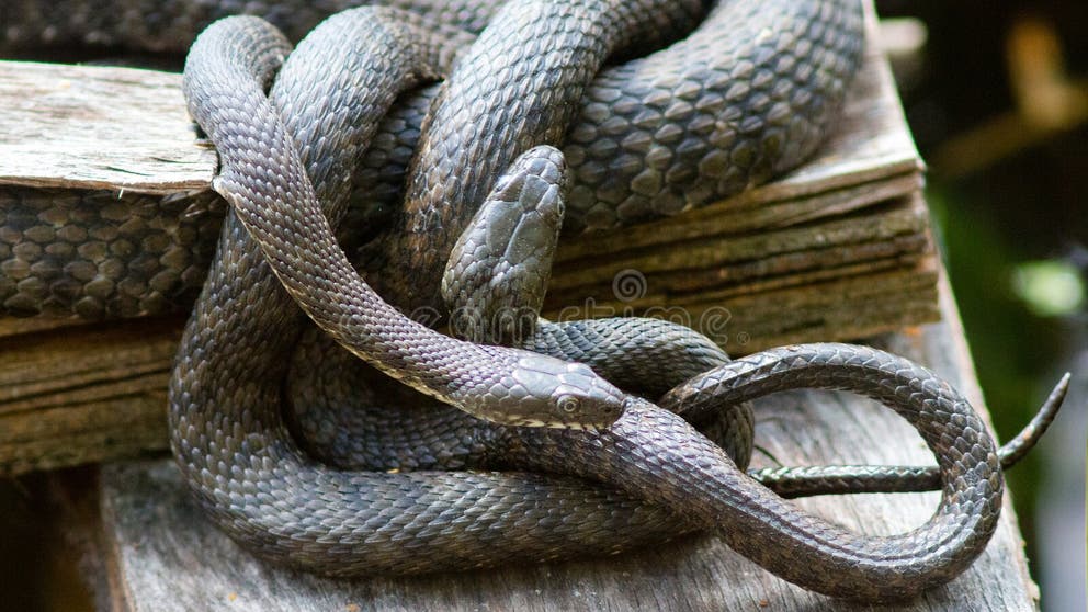 Water Snakes in the Spring during Mating Games Stock Image - Image of ...