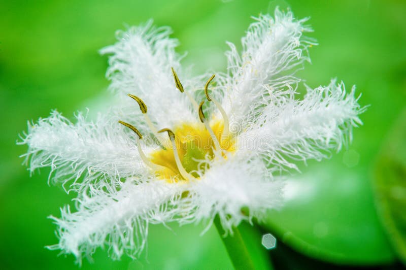 Water snowflake stock image. Image of summer, leaf, pollen - 25250855