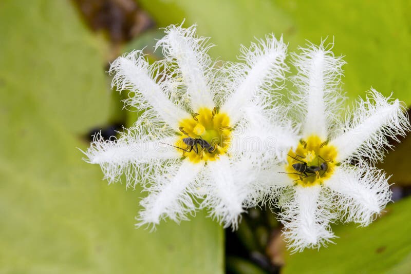 Water snowflake flower stock photo. Image of lily, water - 26801876