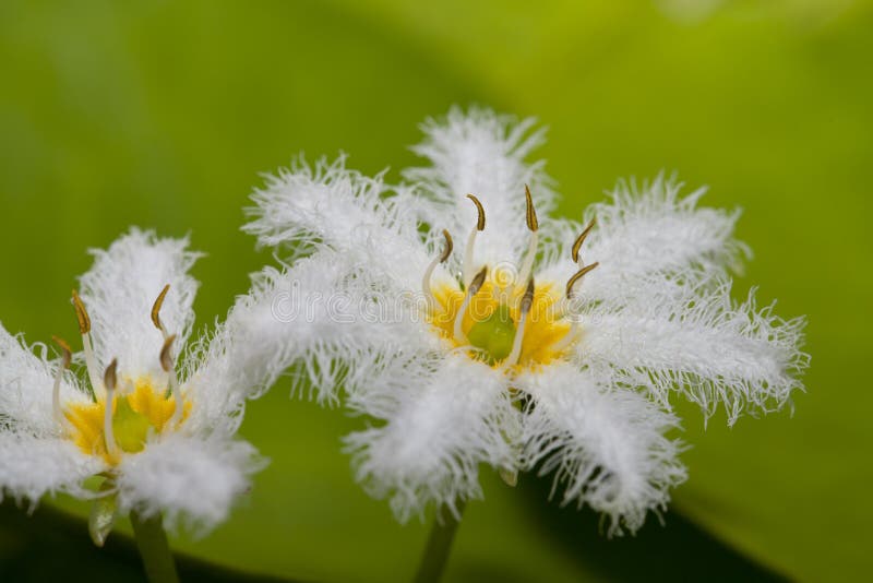 Water snowflake flower stock photo. Image of water, relax - 29385462
