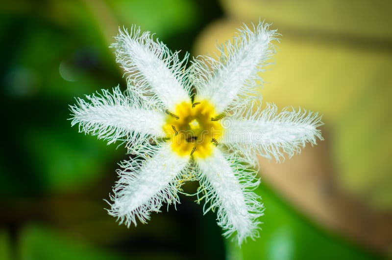 Water Snowflake stock image. Image of water, floral, close - 39329039