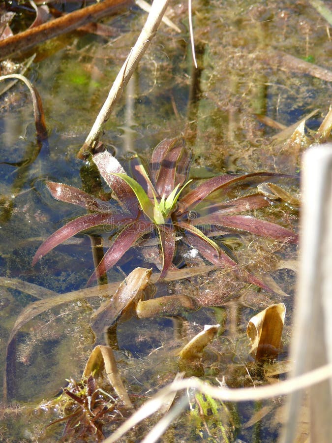 303 Water Soldier Plant Stock Photos - Free & Royalty-Free Stock Photos ...