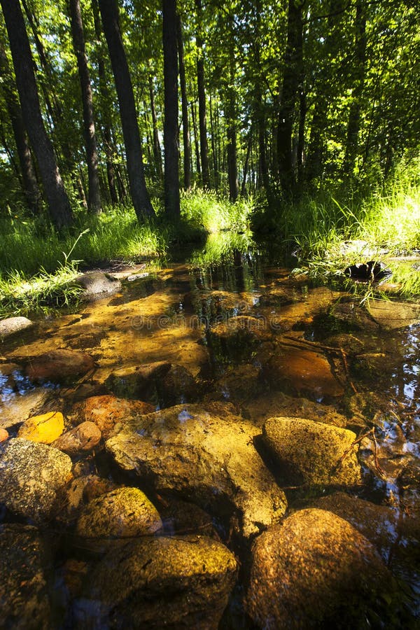 Water source stock image. Image of edge, leaf, moss, outdoors - 27981151