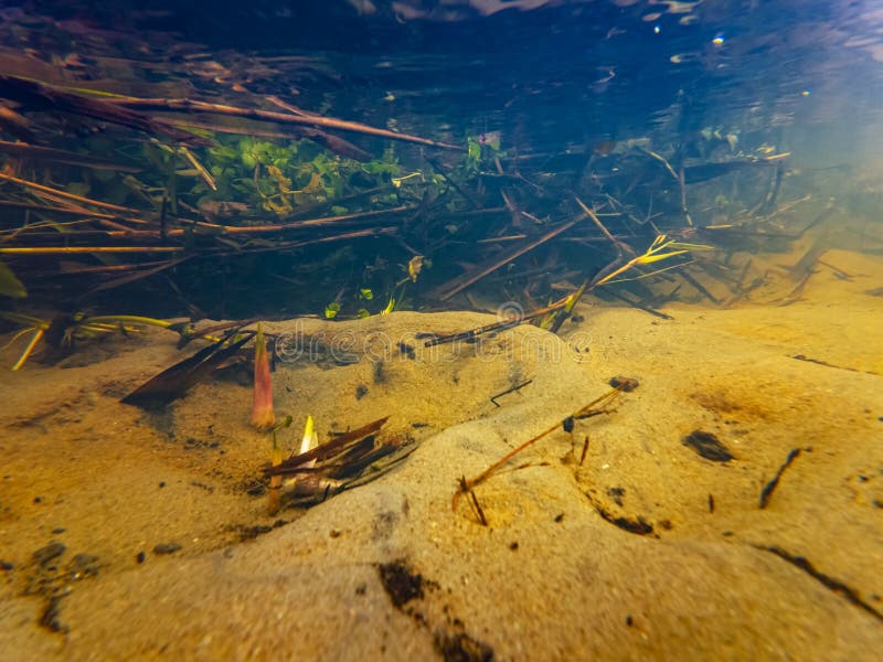 Water Source of Fast Flow Shallow Creek Buher in Lityn, Berula Erecta ...