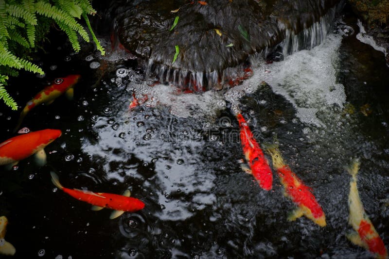 Water Source with Koi Fish. Stock Photo - Image of nature, focus: 144397612