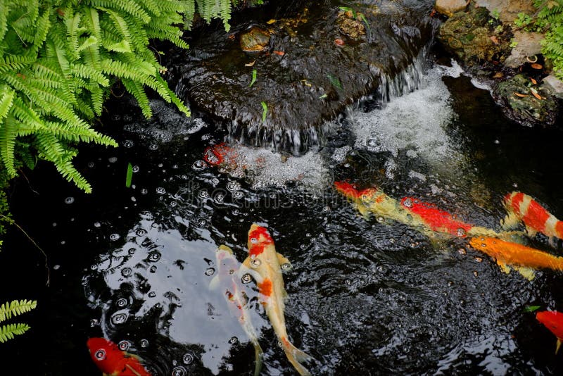Water Source with Koi Fish. Stock Image - Image of fish, looks: 144397823
