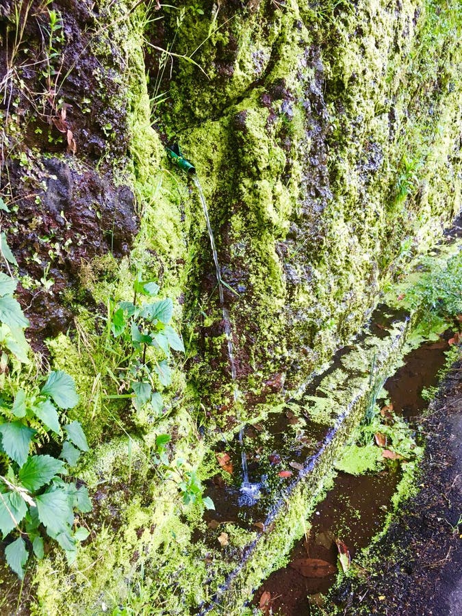 Water source madeira stock photo. Image of madeira, freshwater - 115823470