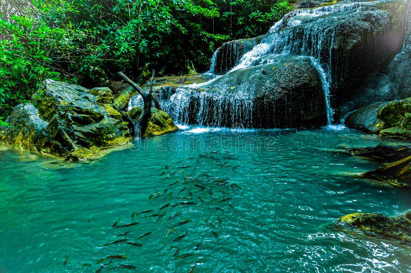 Water Source and Masses of Fish Stock Photo - Image of waterfall, river ...
