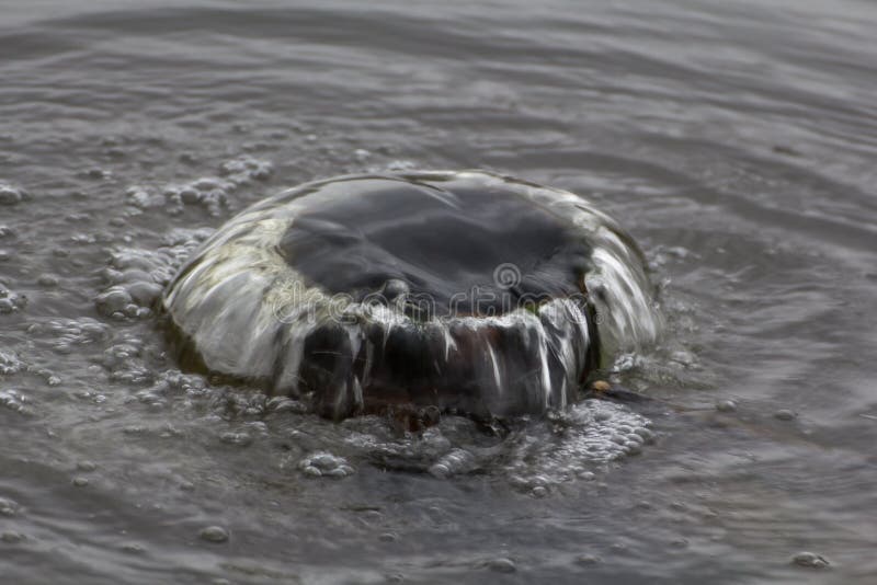 A water source in a pond stock photo. Image of blue - 131702912