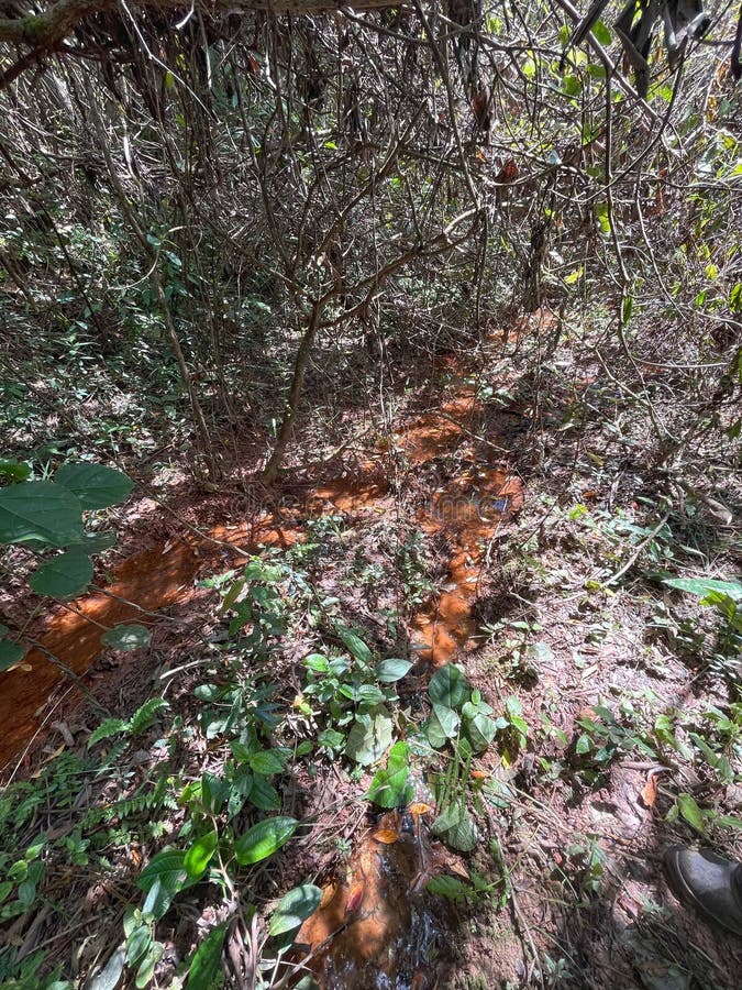 Water source stock photo. Image of tree, shrub, garden - 362909384