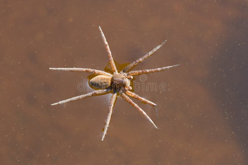 Water Spider 1 stock image. Image of hunting, arachnids - 36274469