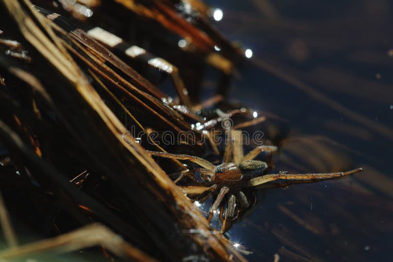 Water spider stock photo. Image of lake, animal, wildlife - 41388342