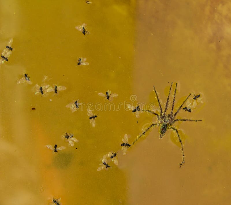 In Water, the Spider and the Fly. Background Stock Image - Image of ...