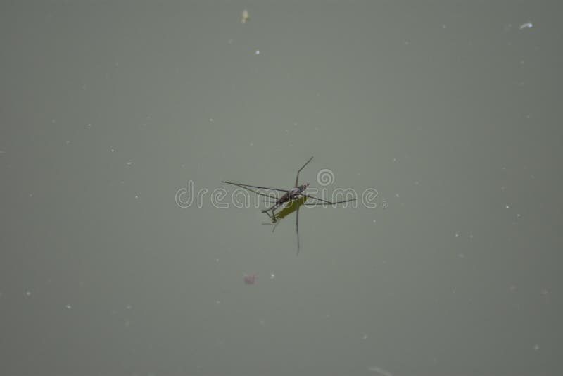 Water Spider into the Water Stock Image - Image of water, little: 157932189