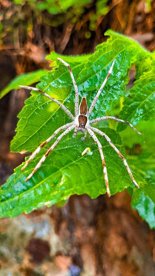 Water Spider that Lives in the Forest Stock Image - Image of drop ...