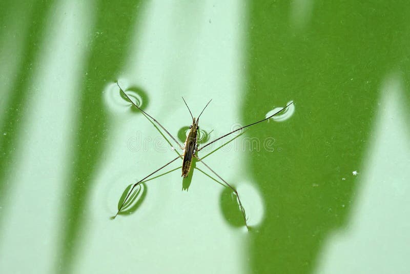 Water Spider 1 stock image. Image of hunting, arachnids - 36274469