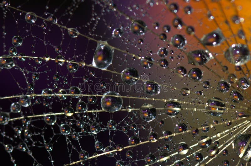 Water Spider Web Moisture Dew Picture Image 101012372
