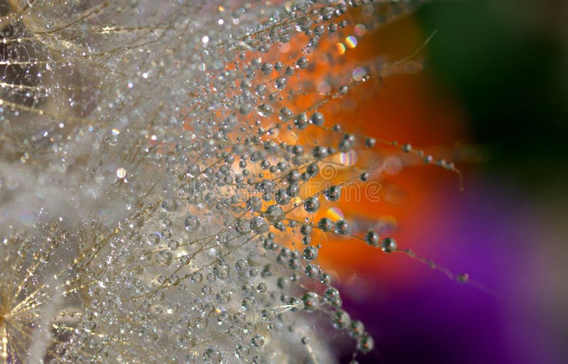 Water, Spider Web, Moisture, Macro Photography Stock Photo - Image of ...