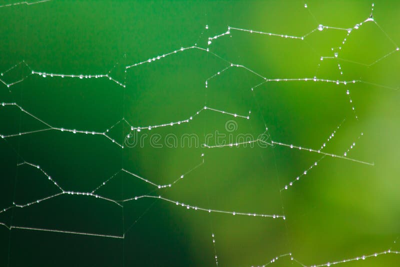 Water on the Spider Web after Rain Stock Photo - Image of drops ...