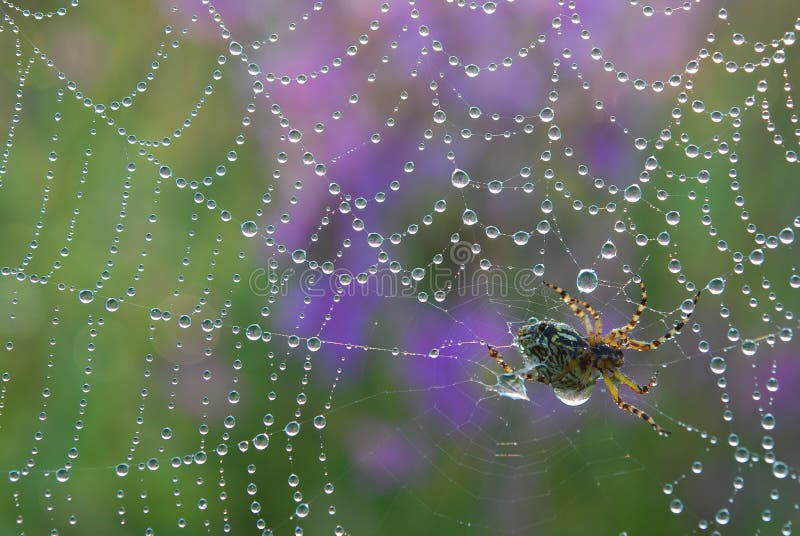 Water on spiderweb stock photo. Image of making, cobweb - 15349868