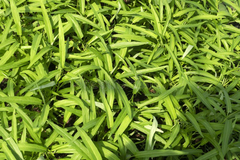 Water Spinach in Agricultural Greenhouse Farm. Stock Photo - Image of ...