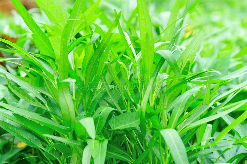 Water Spinach Grow at Field Stock Image - Image of morning, land: 40246995